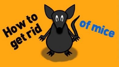 How to Get Rid of Mice Fast?
